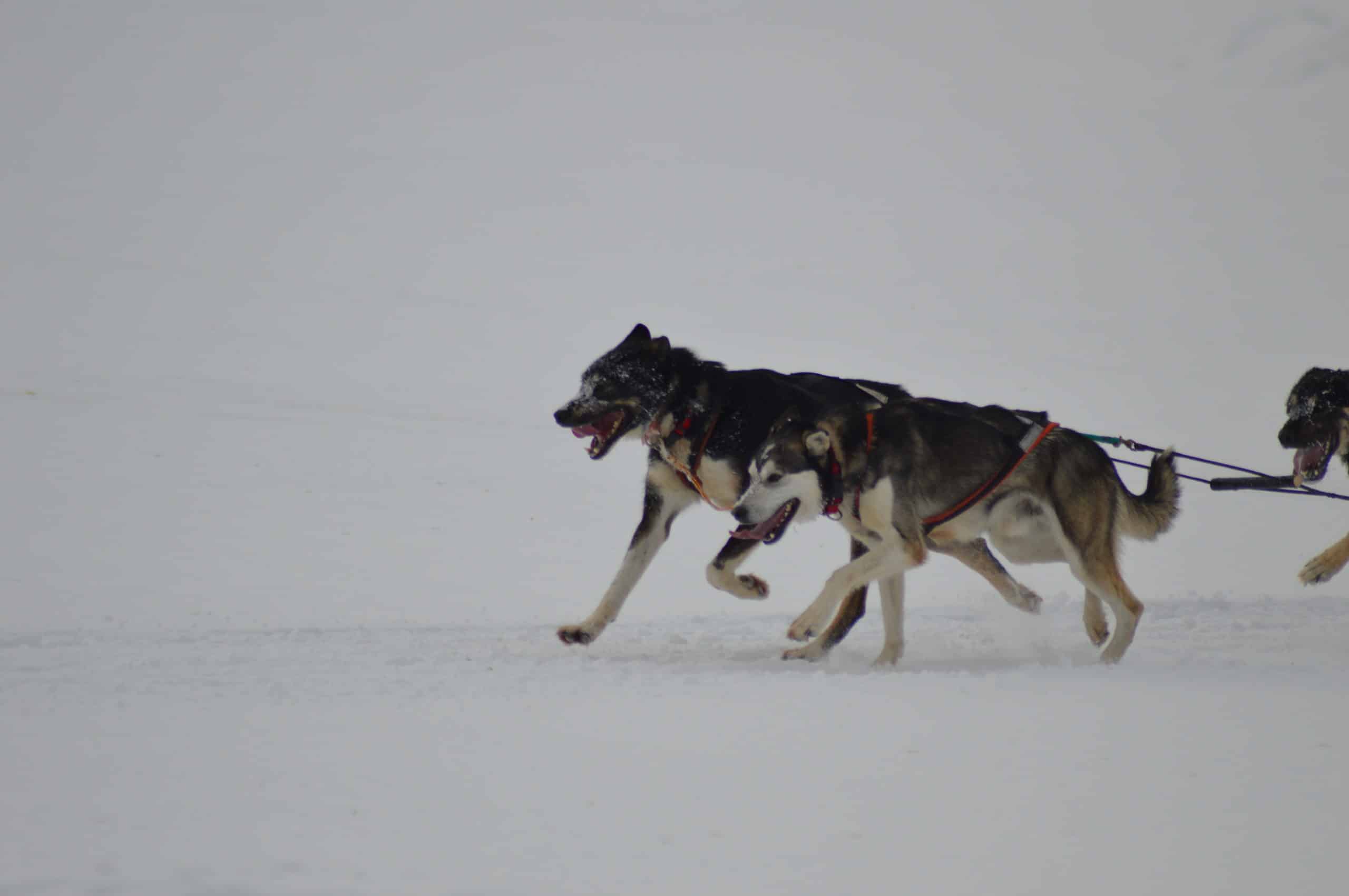 Dog Harnesses | Sundog Sport